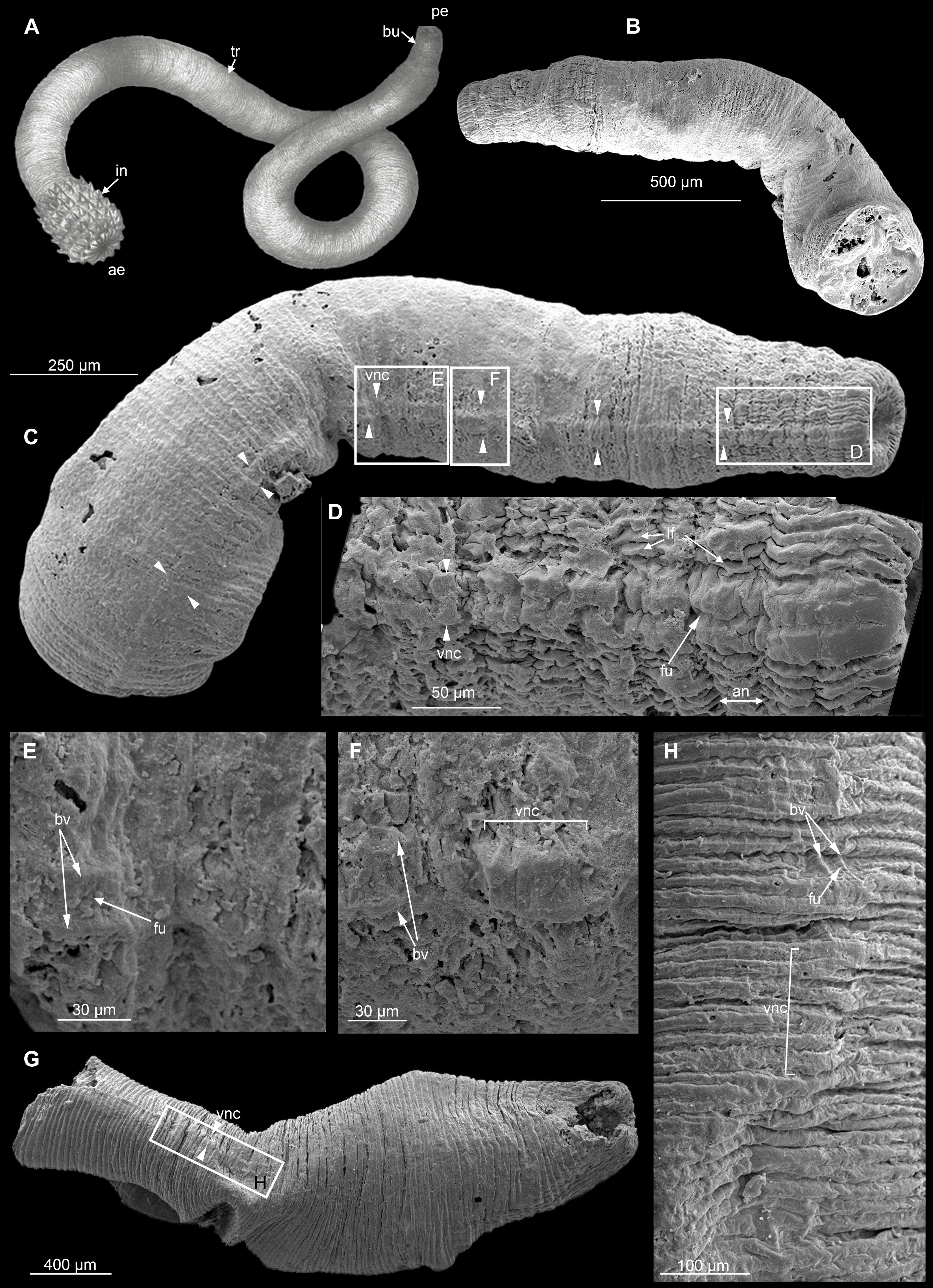 Как возник мозг? Окаменелости показали, как развивалась нервная система ...