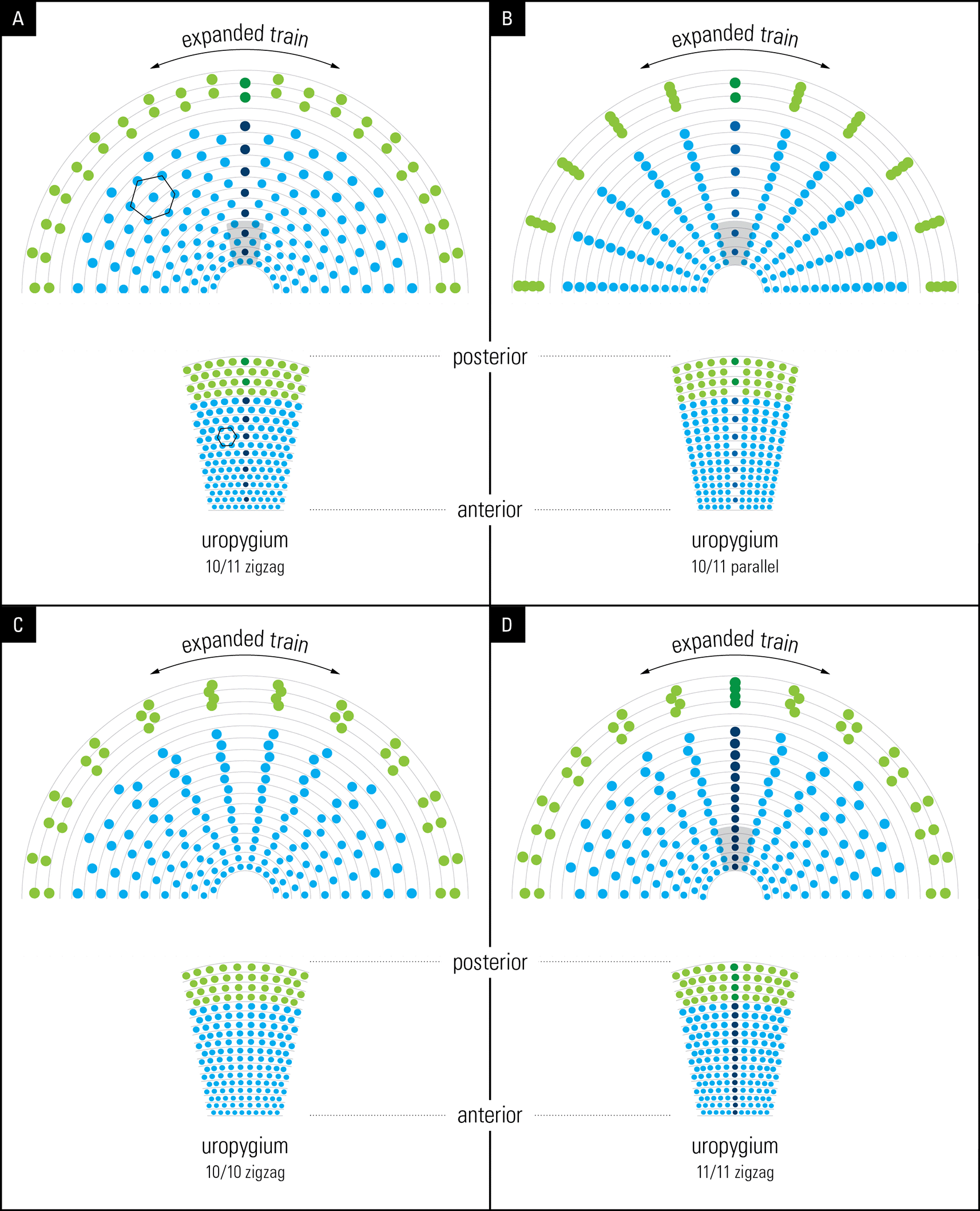 Павлиний хвост против Дарвина: почему великий учёный мог ошибаться в ...