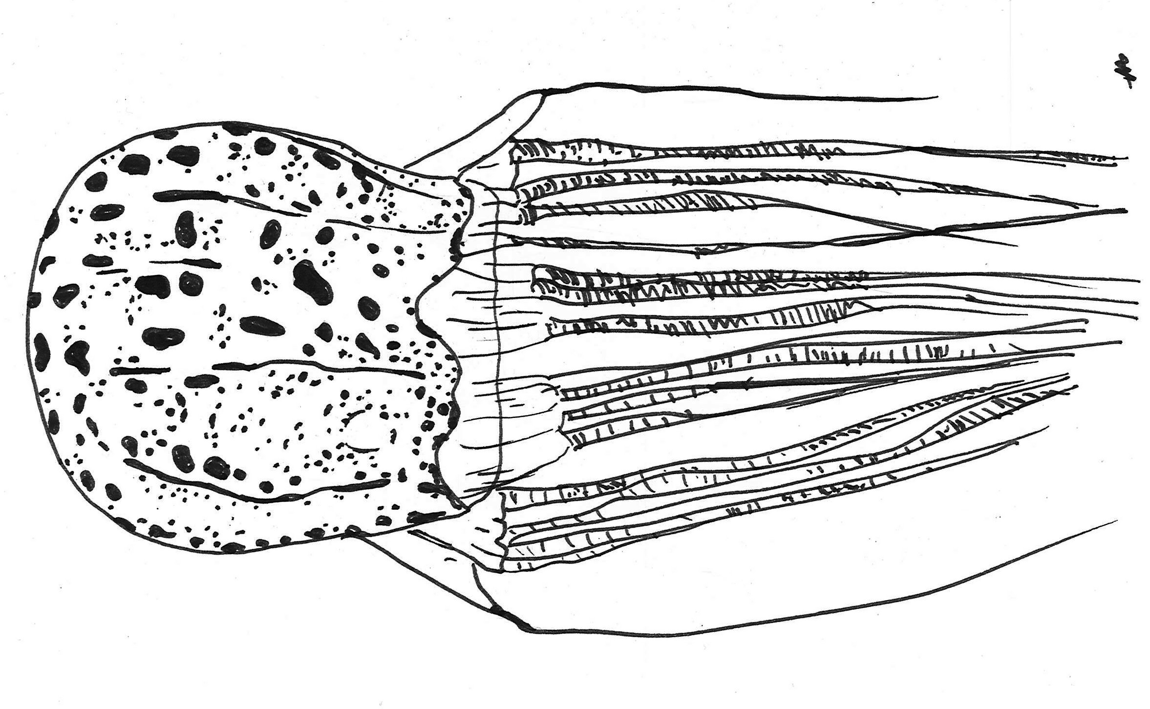 Эту медузу видели только 3 раза. Chirodectes maculatus - самая редкая ...