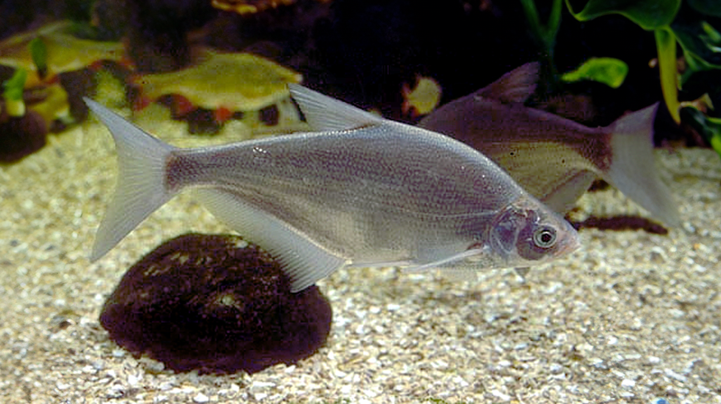 Почему в реках полно чехони и синца, а их мальков почти невозможно встретить? / Флора и фауна ...