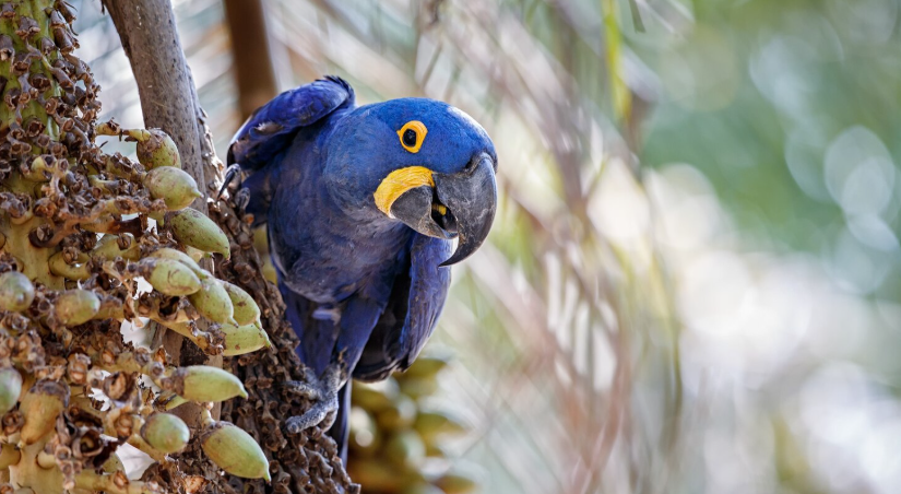 Какие попугаи самые болтливые и правда ли они понимают слова? / Флора и фауна / iXBT Live